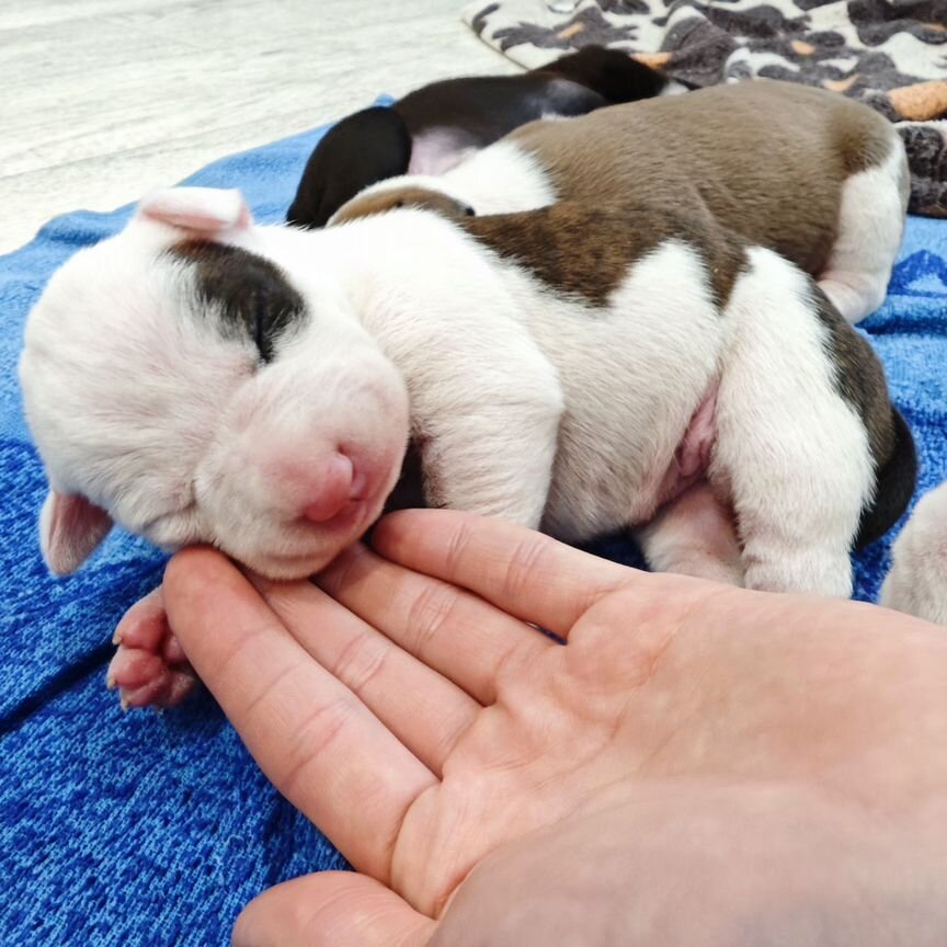 Американский питбультерьер, щенок