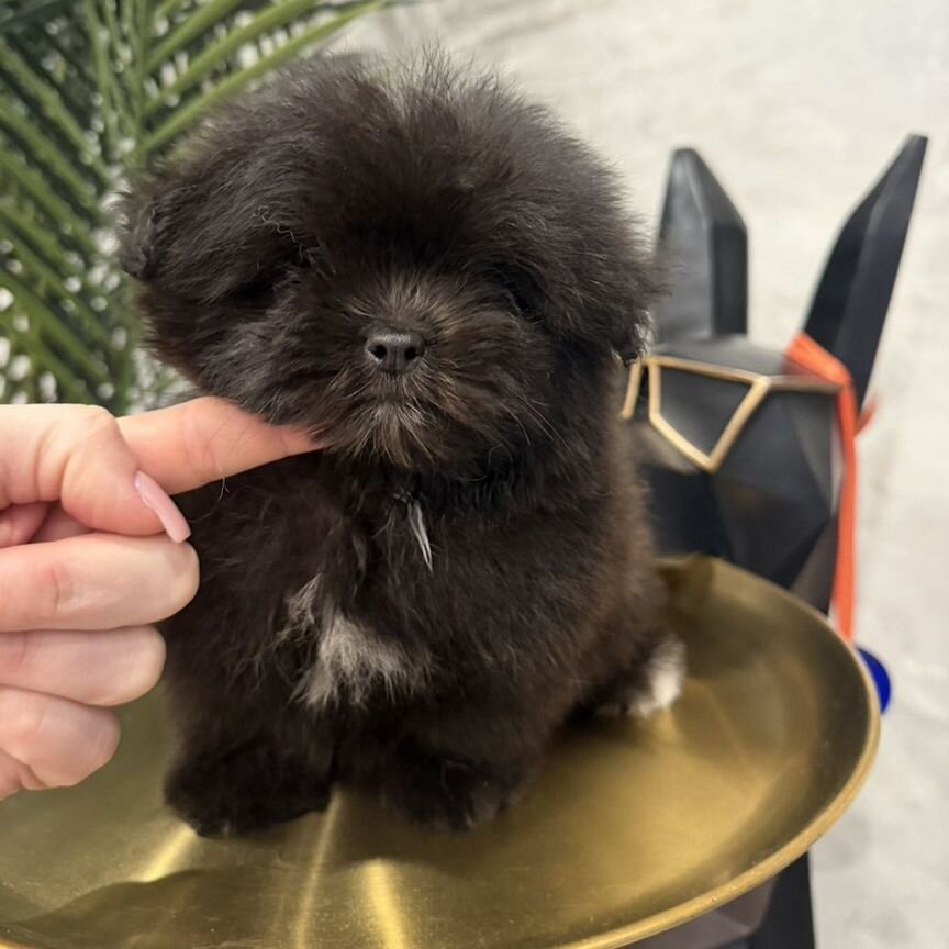 Мальтипу, щенок