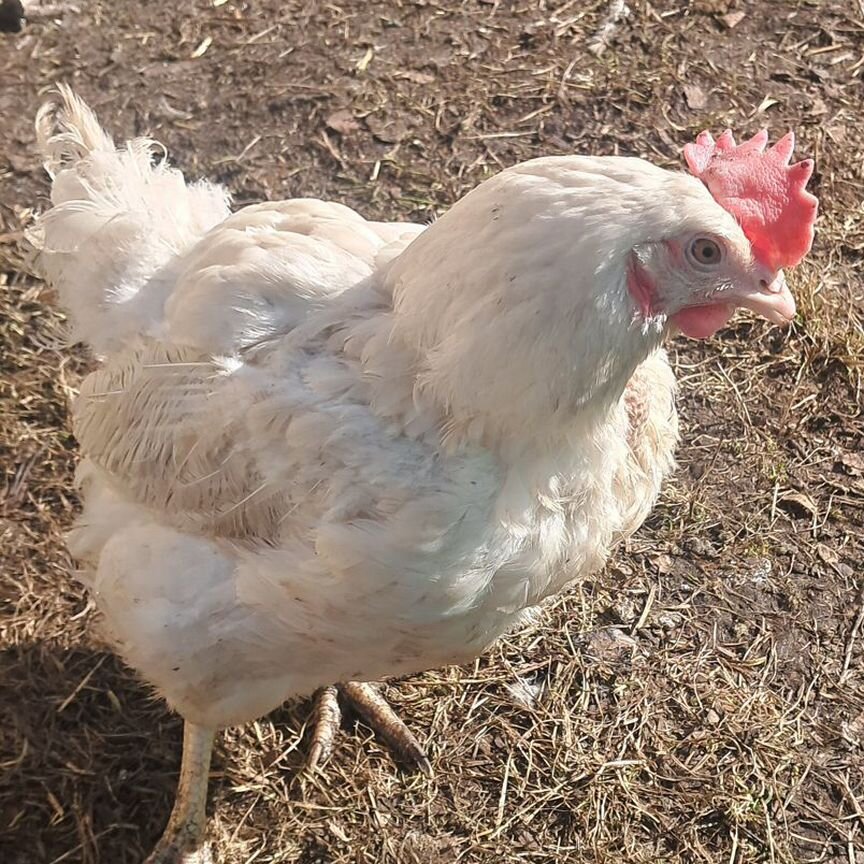 Куры яичко мясного назначения