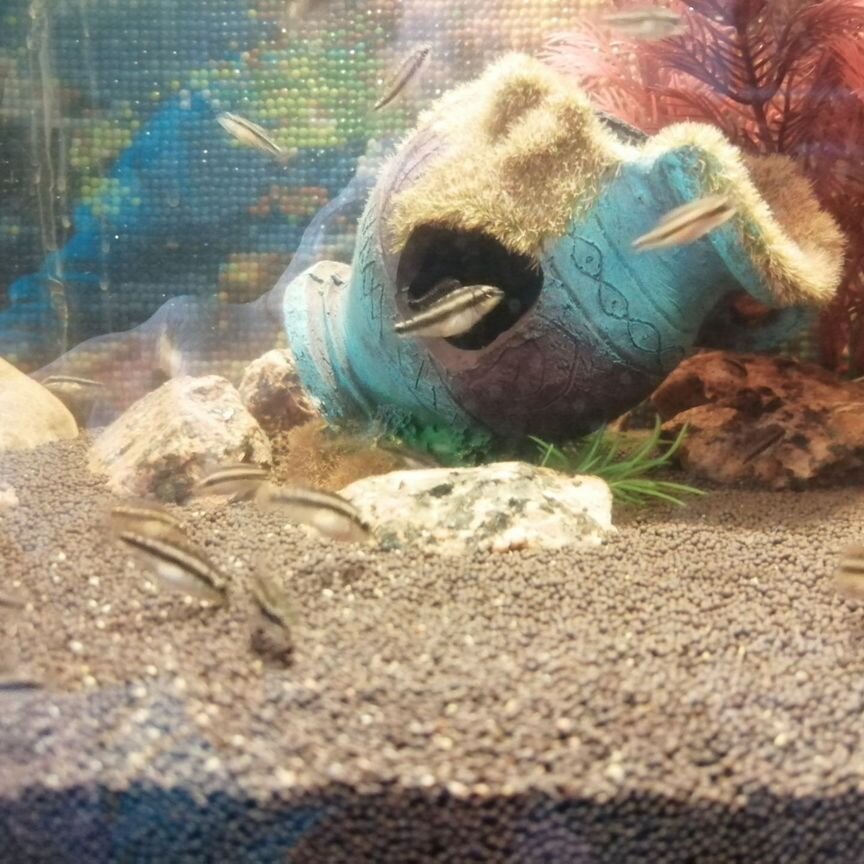 Аквариумные рыбки