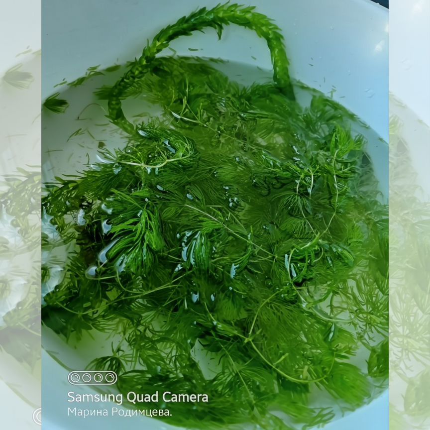 Растение для аквариума