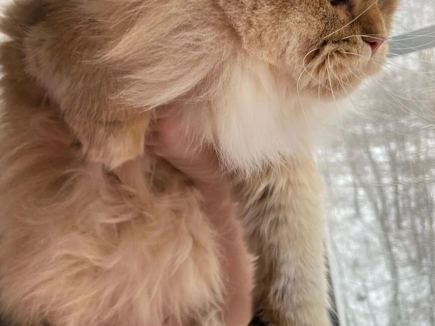 Кошки