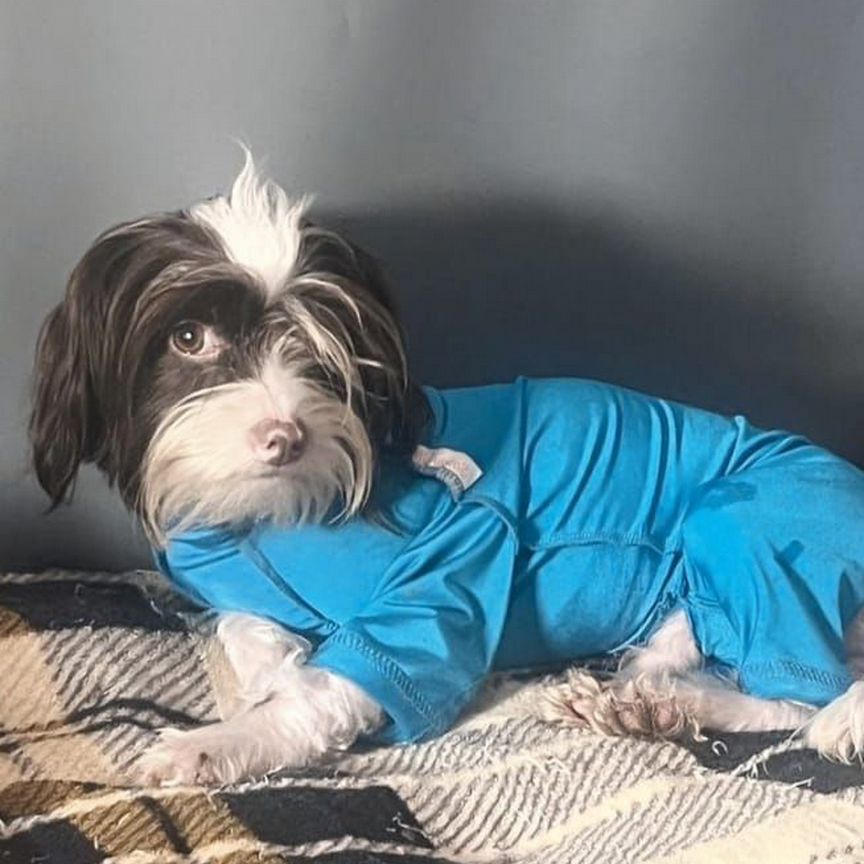 Йоркширский терьер, взрослая собака