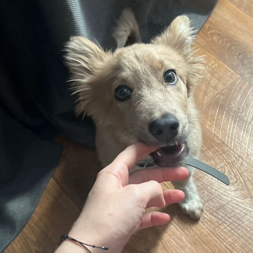 Щенок в добрые руки