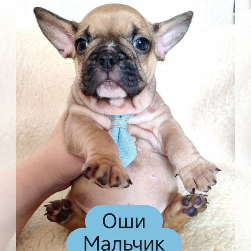 Французский бульдог мальчик