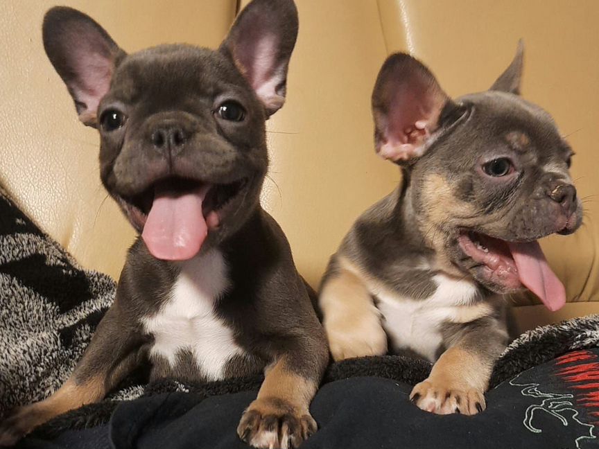 Французский бульдог