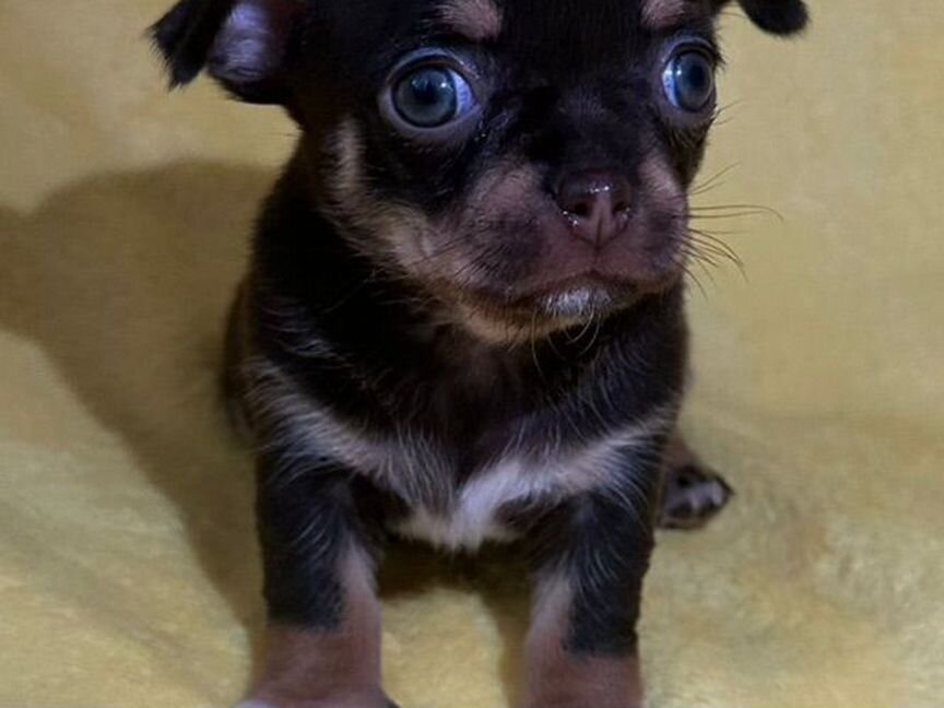 Щенки чихуахуа