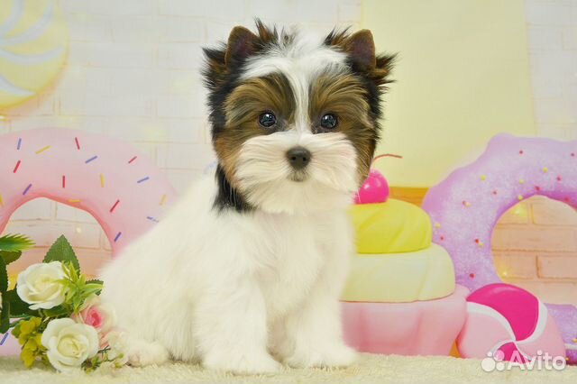 Бивер йорк, очаровательный мальчик