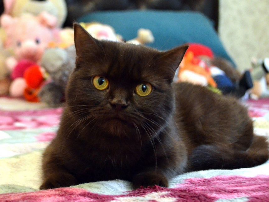 Кошка в дар