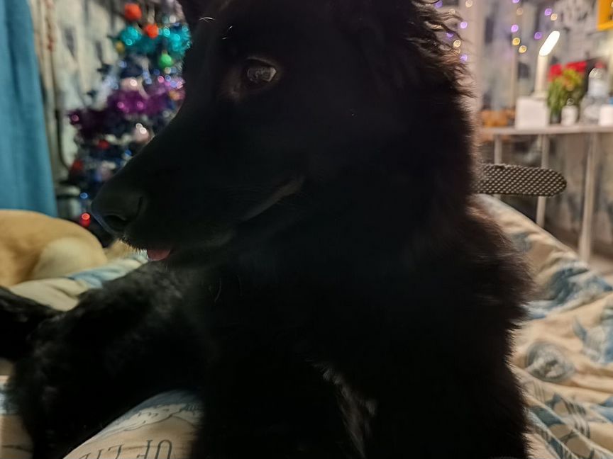 Щенок лайка