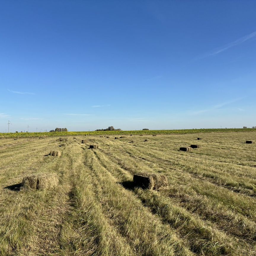 Сено в маленьких тюках