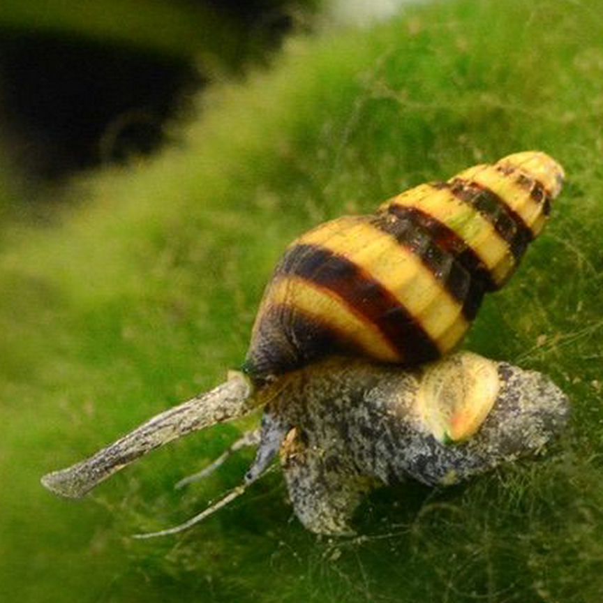 Улитка хелена