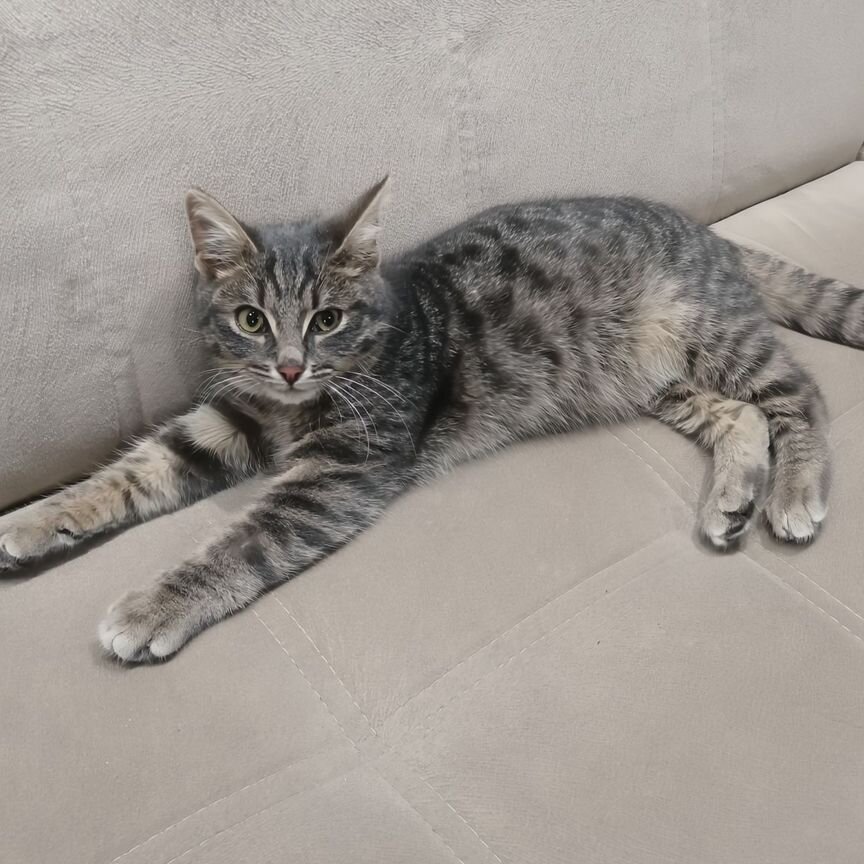 Котёнок в добрые руки