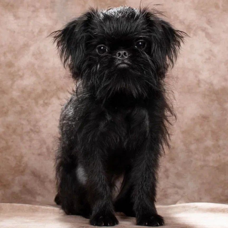 Очаровательная малышка гриффона