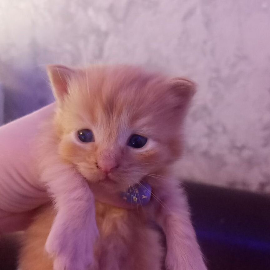 Отдаю катят в добрые руки. Бесплатно