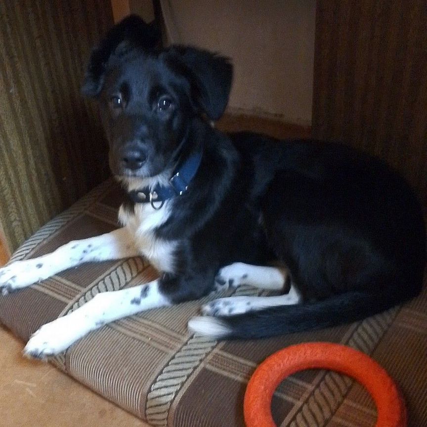 Щенок в добрые руки бесплатно девочка