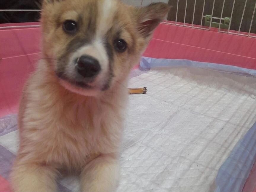 Спайк ищет дом