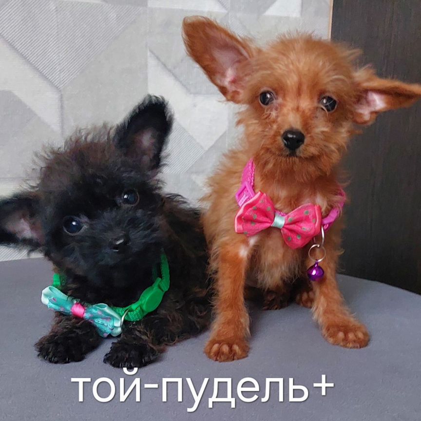 Той-пудель, щенок