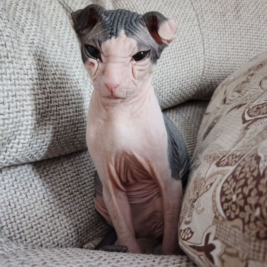 Украинский левкой котёнок