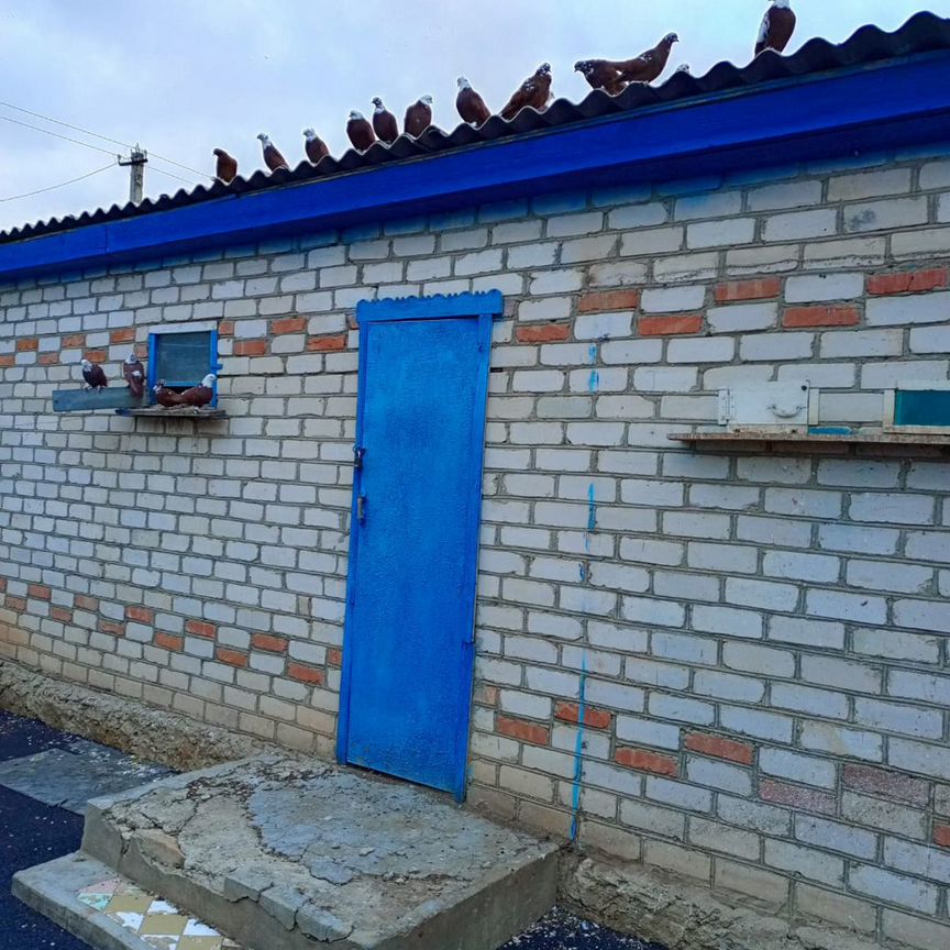 Продаются голуби