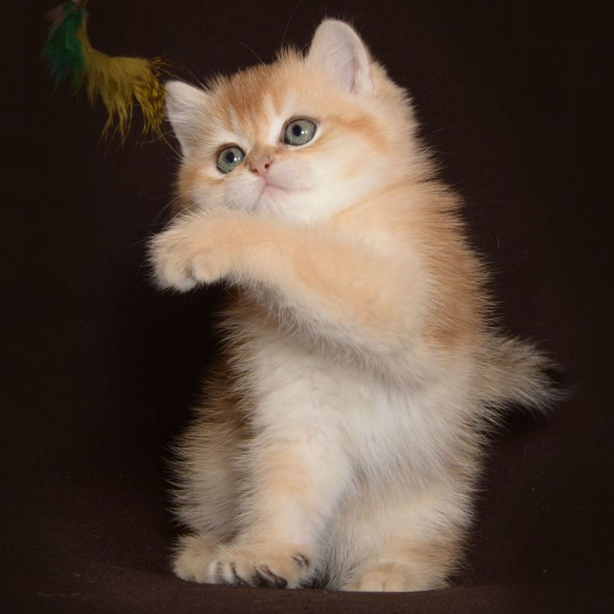 Котята шотландской породы