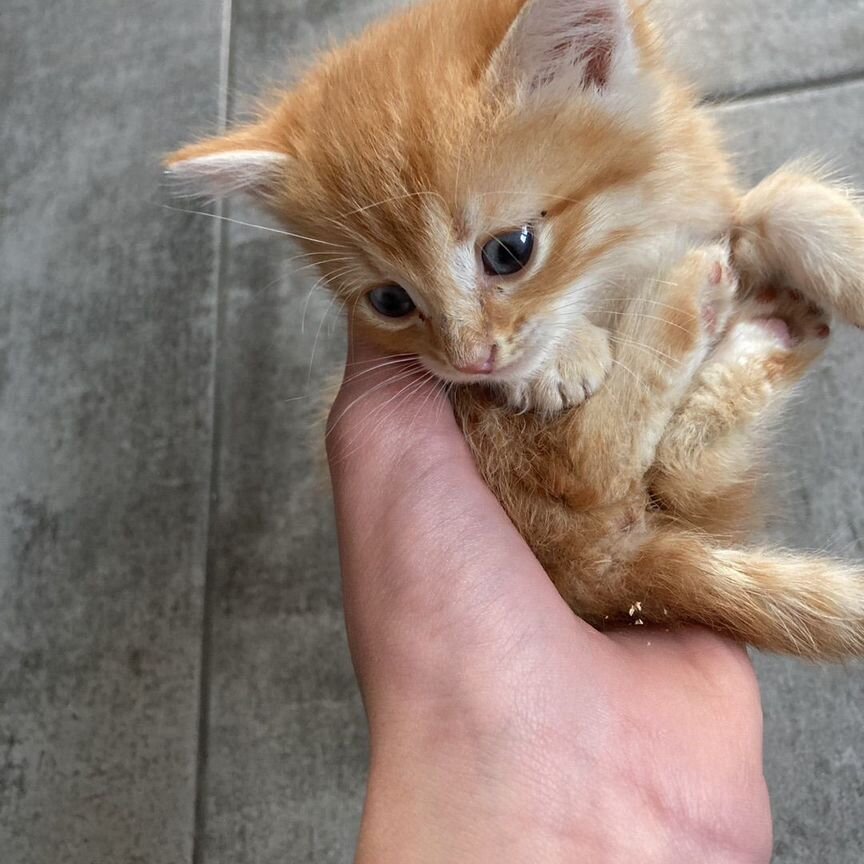 Отдам в добрые руки котика