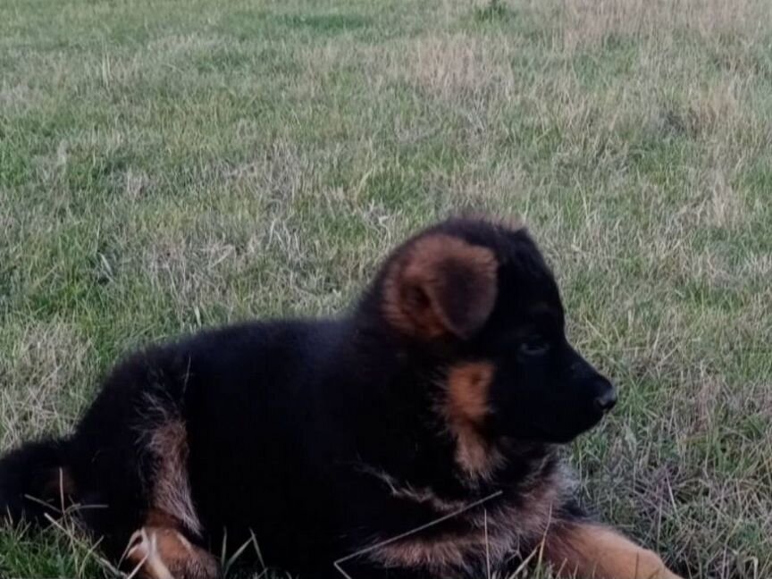 Щенки немецкой овчарки