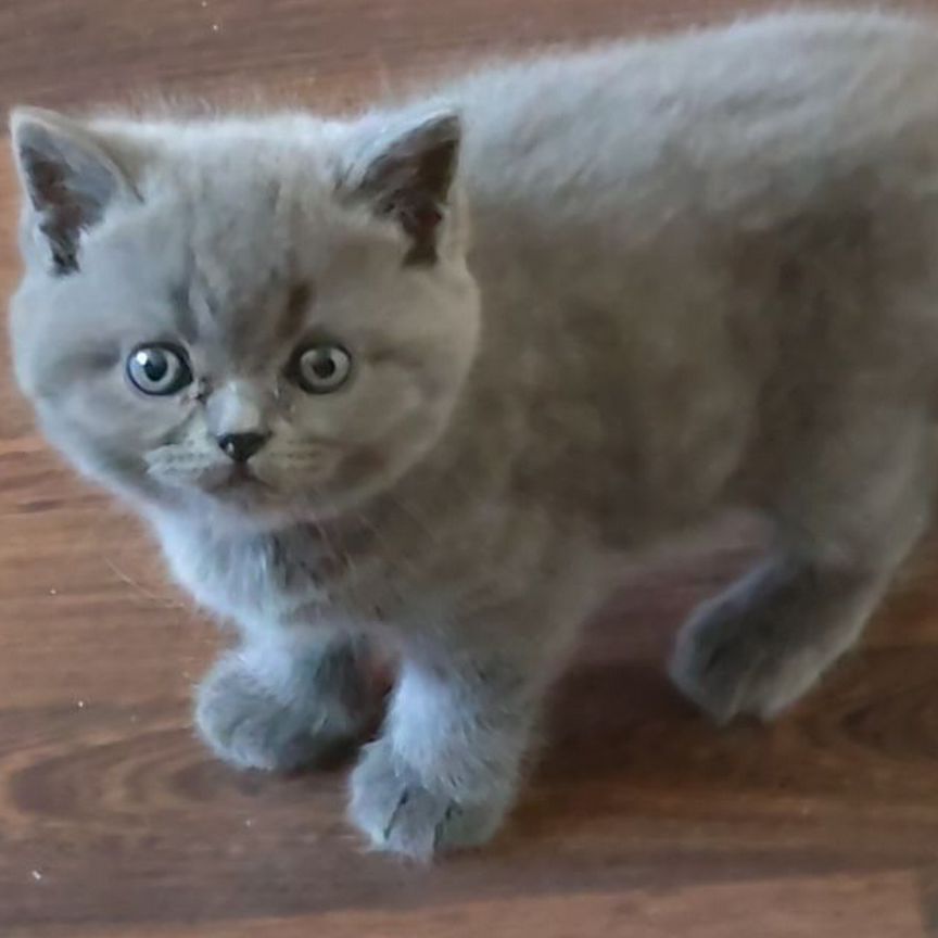Британский короткошёрстный котёнок