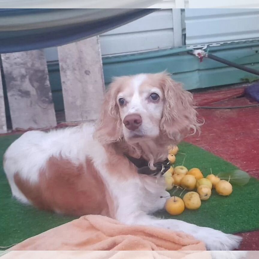 Кокер спаниель