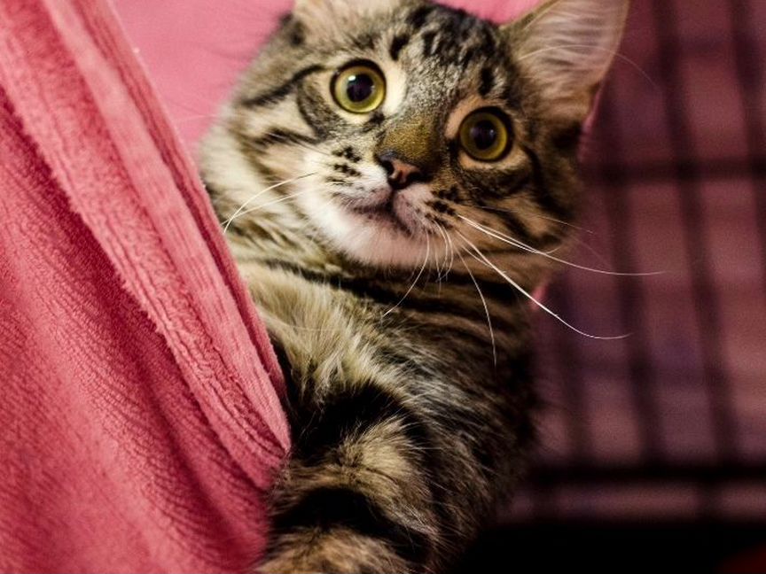Классный котенок ищет дом