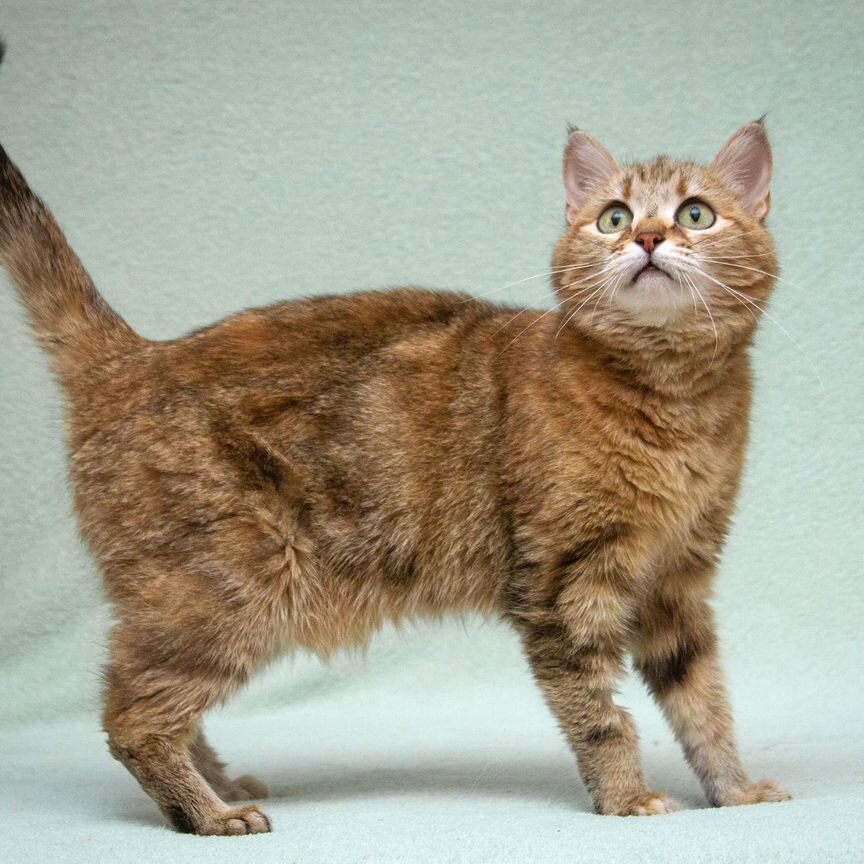 Золотая шиншилла в добрые руки