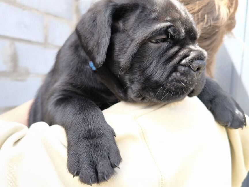 Кане корсо щенок