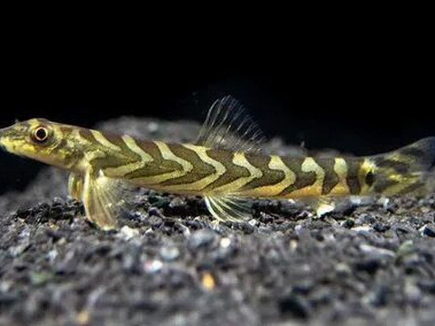 Вьюн зодиак рыбки