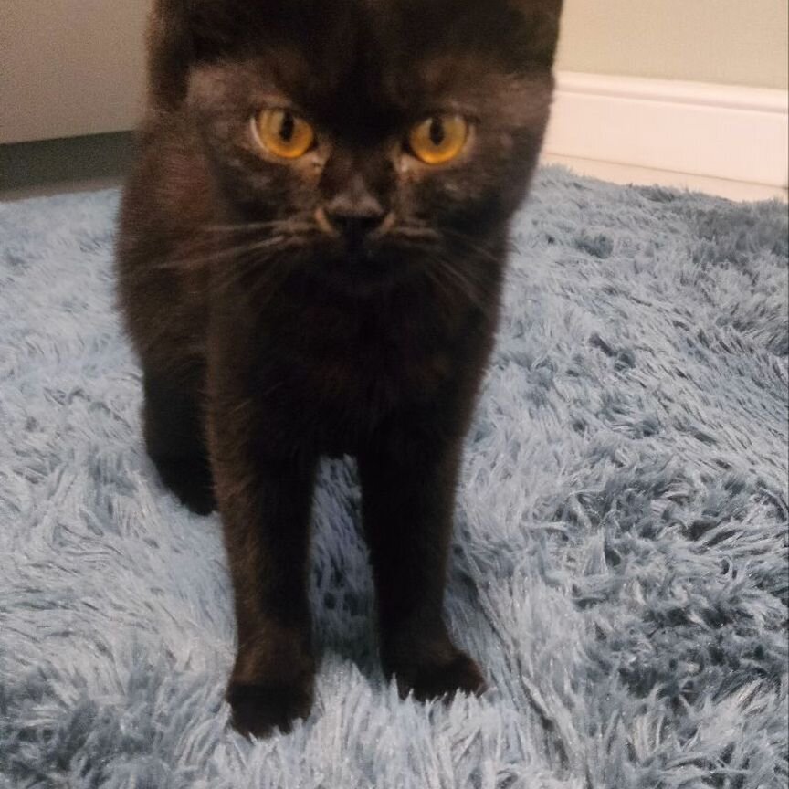 Черная кошка златоглазая