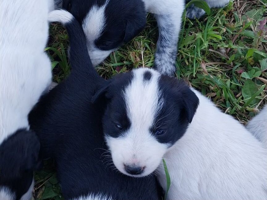 Отдам бесплатно щенки