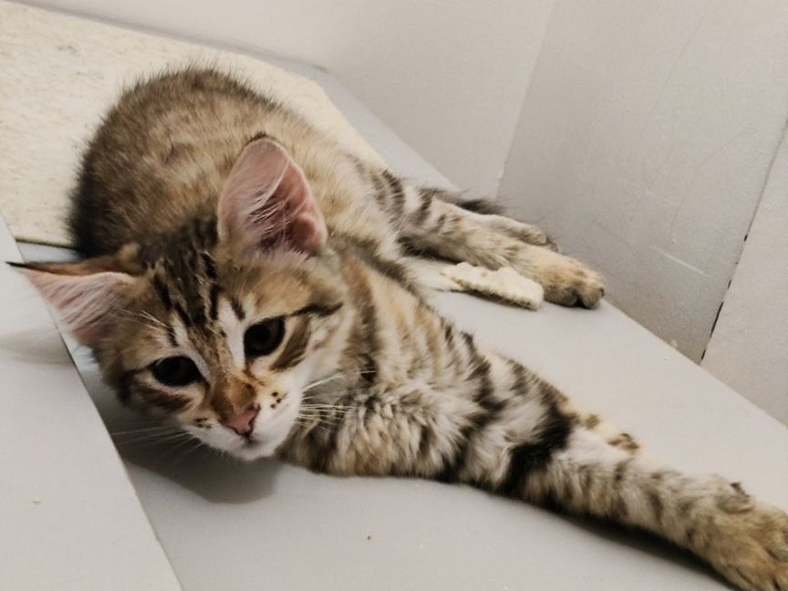 Котёнок тигрёнок в добрые руки