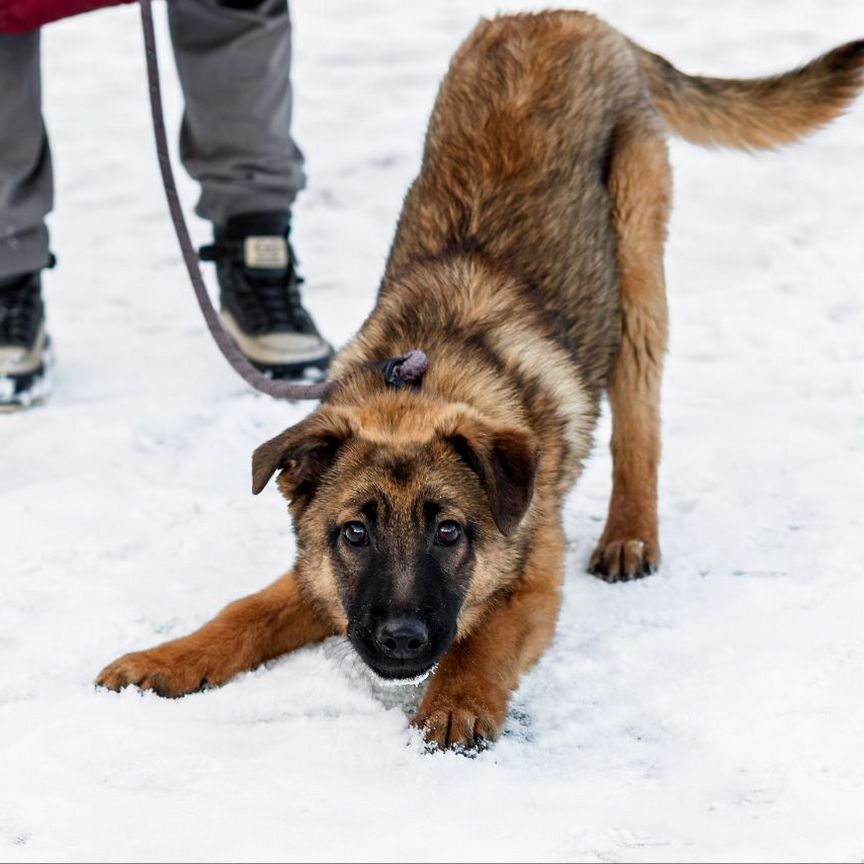 Щенок Ари в добрые руки