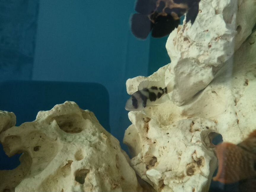 Фронтоза Черная Вдова, сомик синодонтис