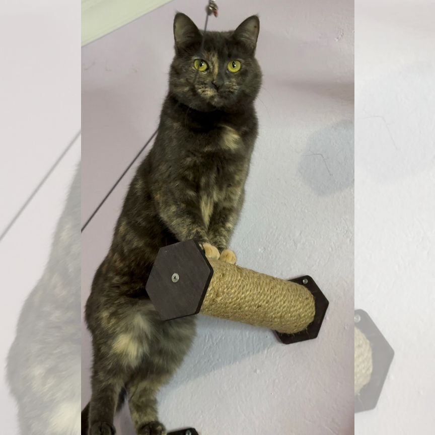 Голубая с рыжинкой кошка. 2 года