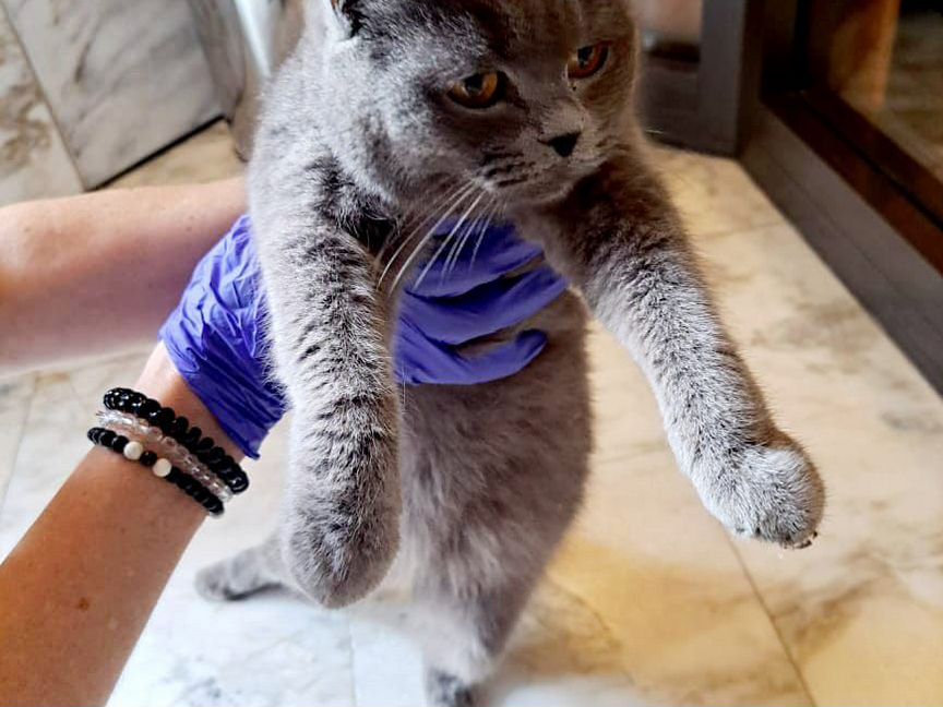 Кошка в дар