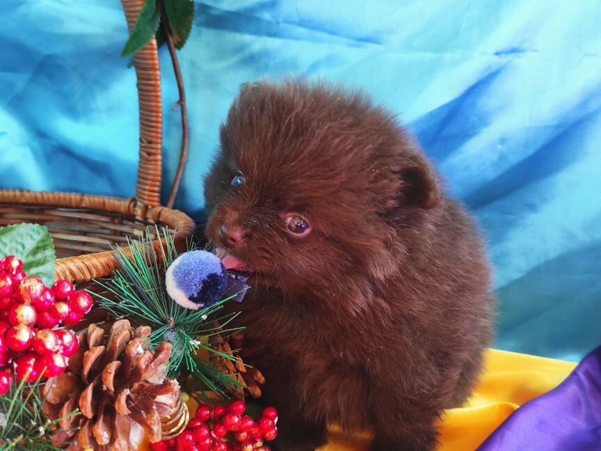 Новогодние подарочки Щенки шпица