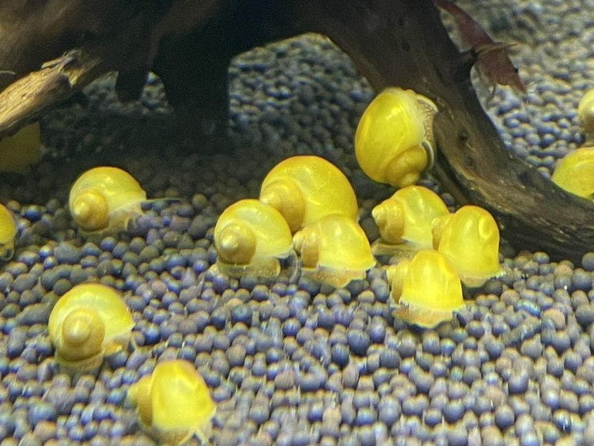 Улитки ампулярии