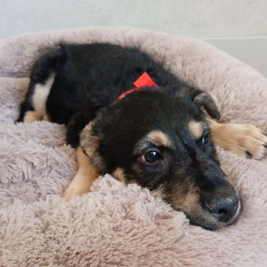 Щенок мальчик во двор