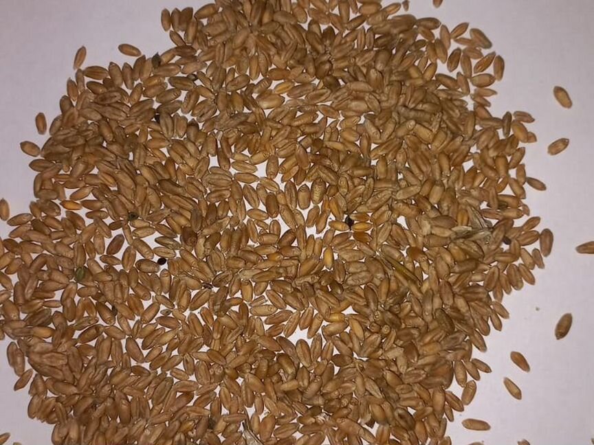 Пшеница фуражная фасованная