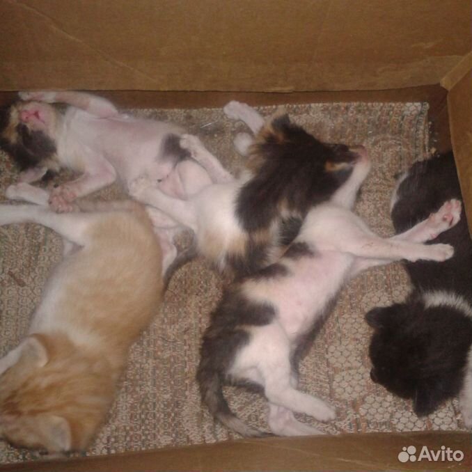 Котята: 3-трёхцветочки и дымчато-белая кошки