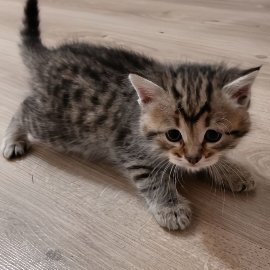 Шотландский прямоухий короткошёрстный котёнок