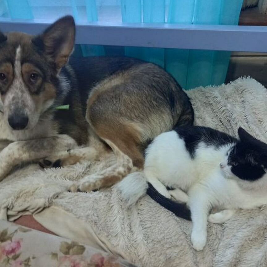 Щенок в добрые руки