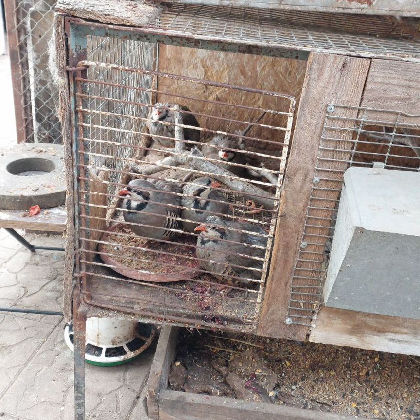 Куропатки самцы 2.500