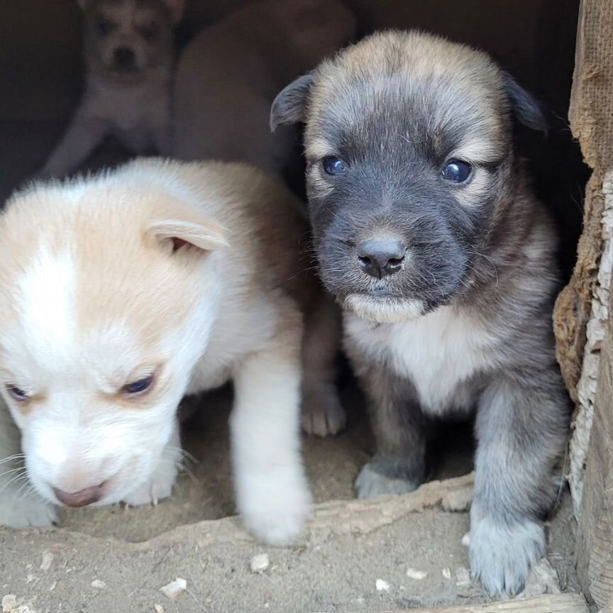Щенята в добрые руки