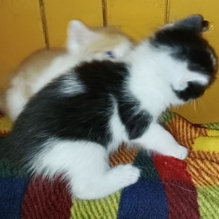 Коржик, Карамелька и Компот